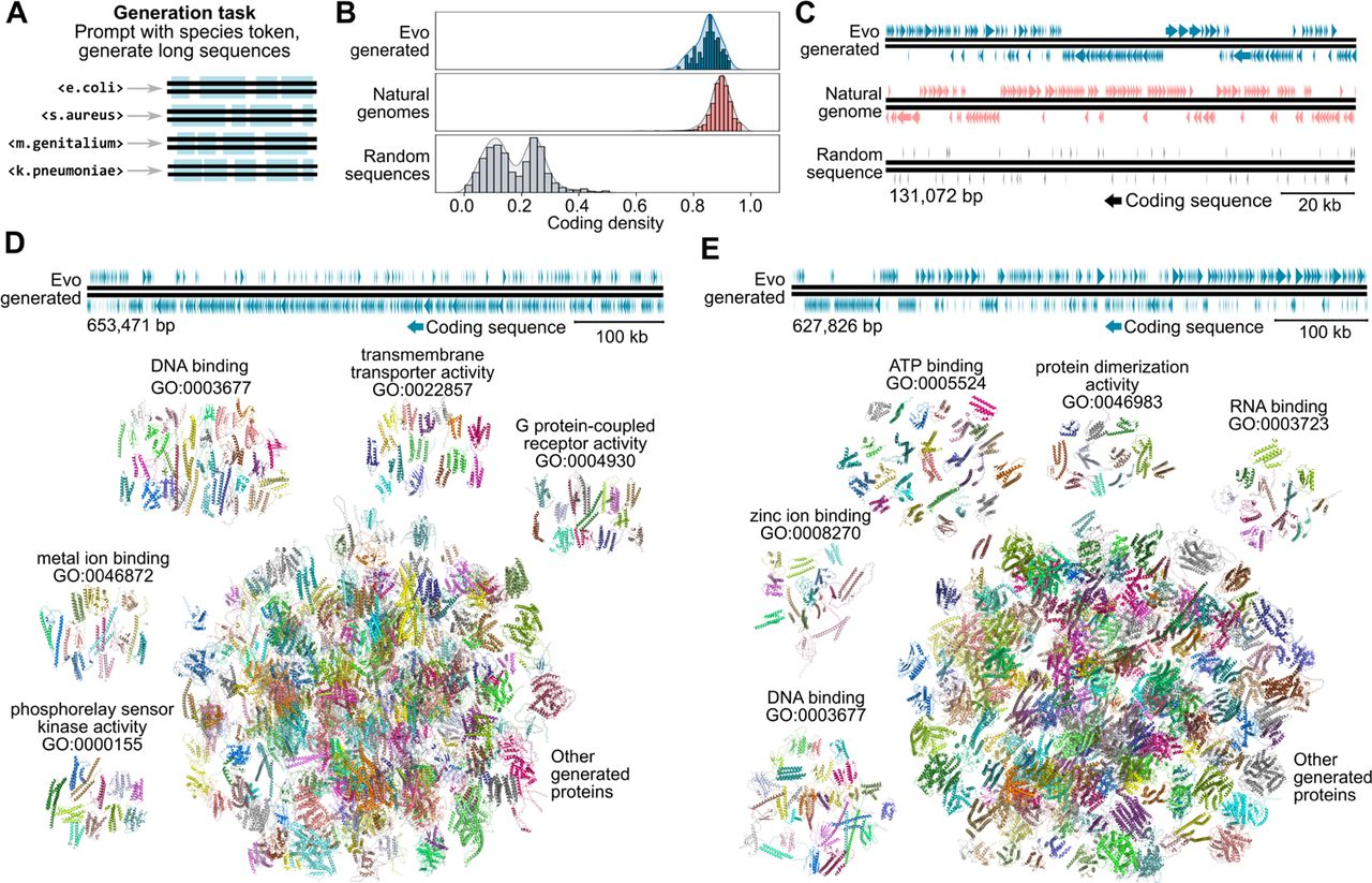 「ゲノム丸ごと」生成できるAI(基盤モデル) Evo – Kim Biology & Informatics